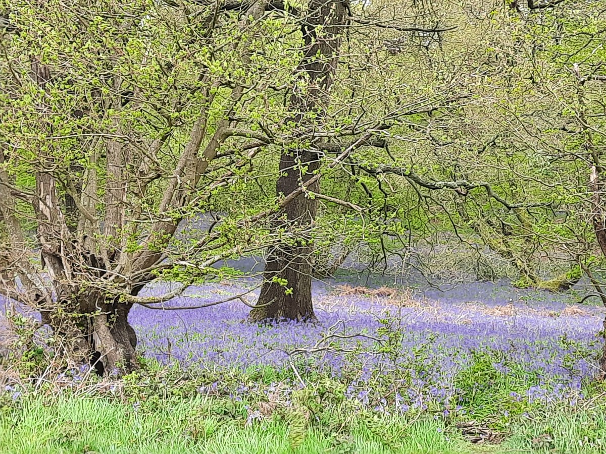 Contact – Kat Bowers